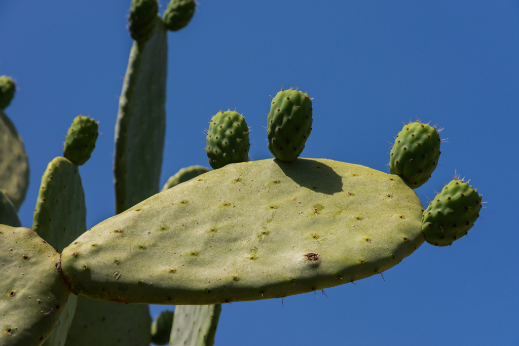 El Nopal, un Auxiliar en el Control de la Diabetes - MexiWoman